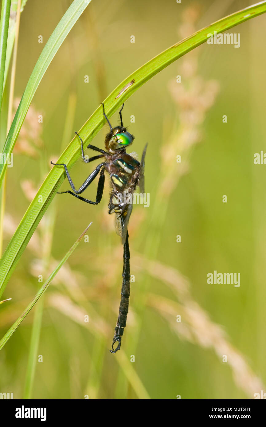 Male hines emerald dragonfly somatochlora hineana in fen federal hi-res ...