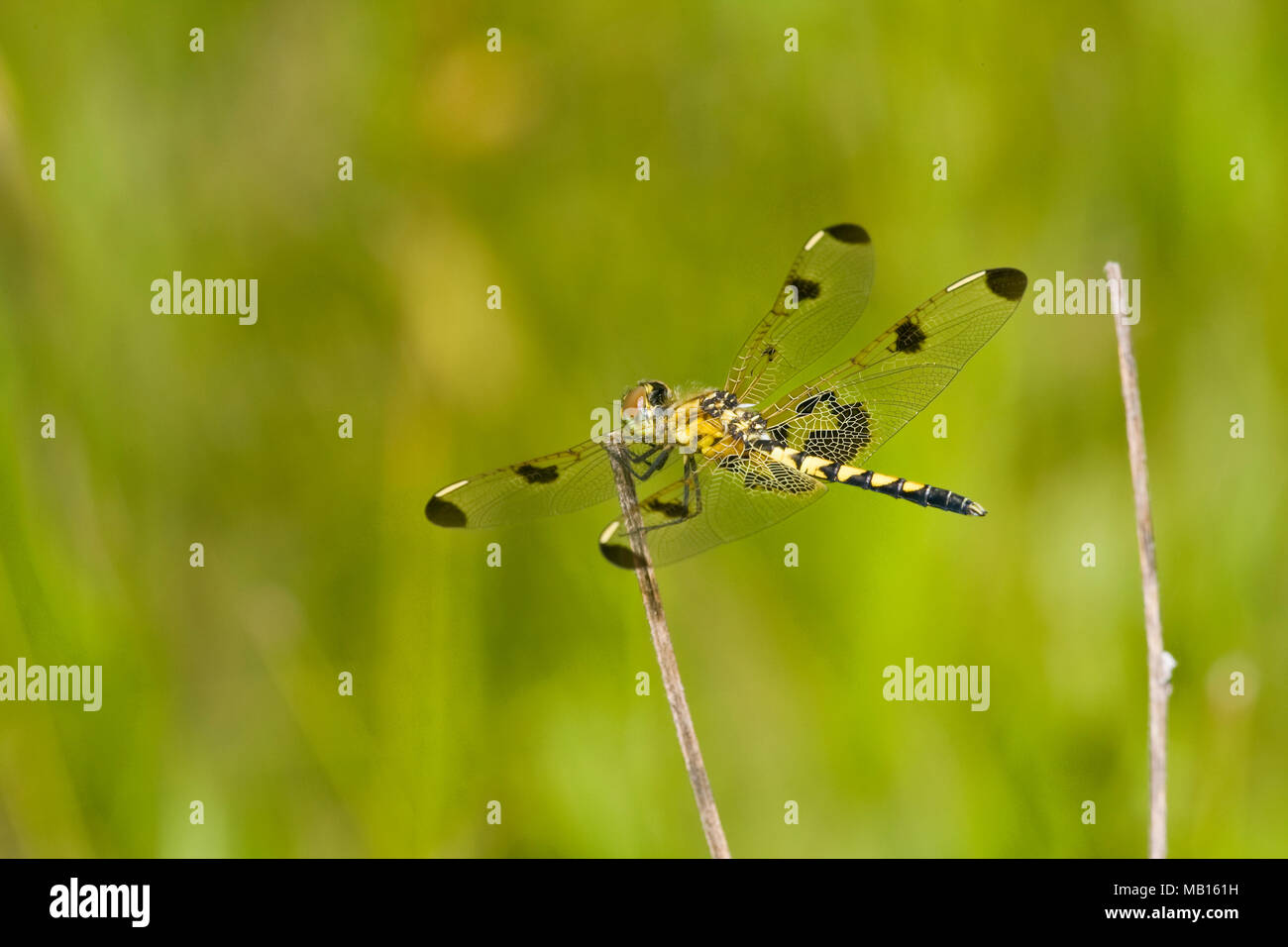 Female calico pennant dragonfly celithemis elisa in fen in iron hi-res ...