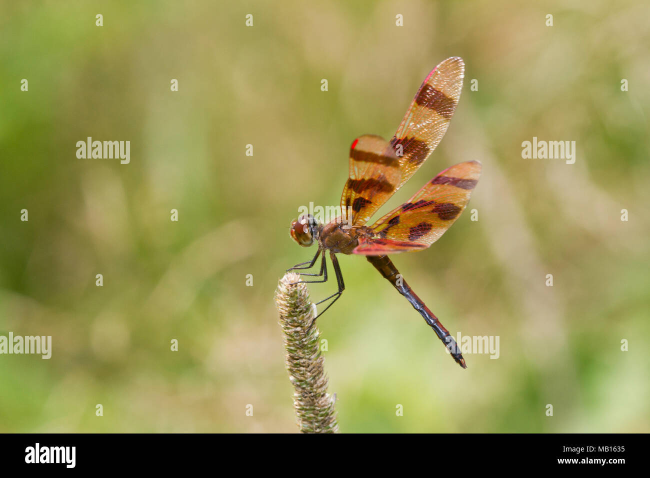 Halloween pennant dragonfly hi-res stock photography and images - Alamy