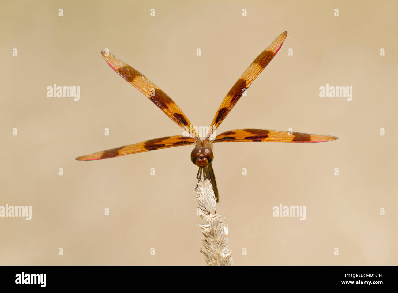 Halloween pennant dragonfly hi-res stock photography and images - Alamy
