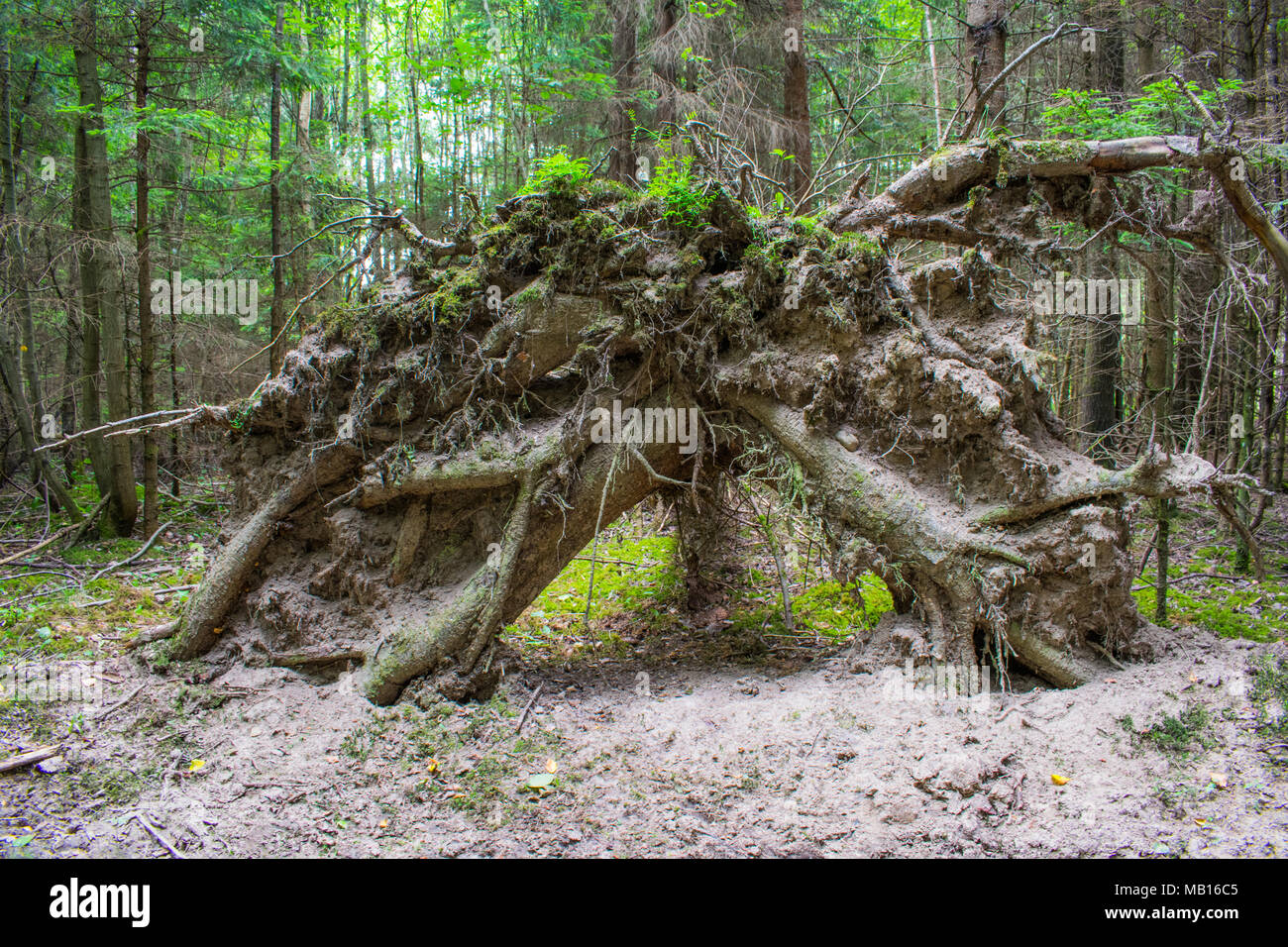 tree root in forest Stock Photo - Alamy