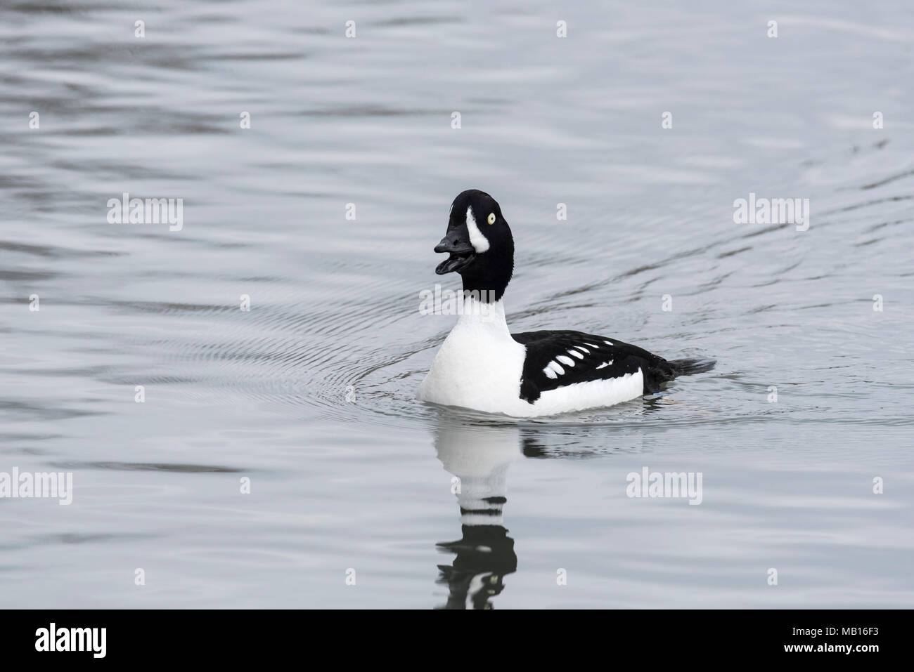 Swimming male Barrow's Goldeneye (Bucephala islandica Stock Photo - Alamy