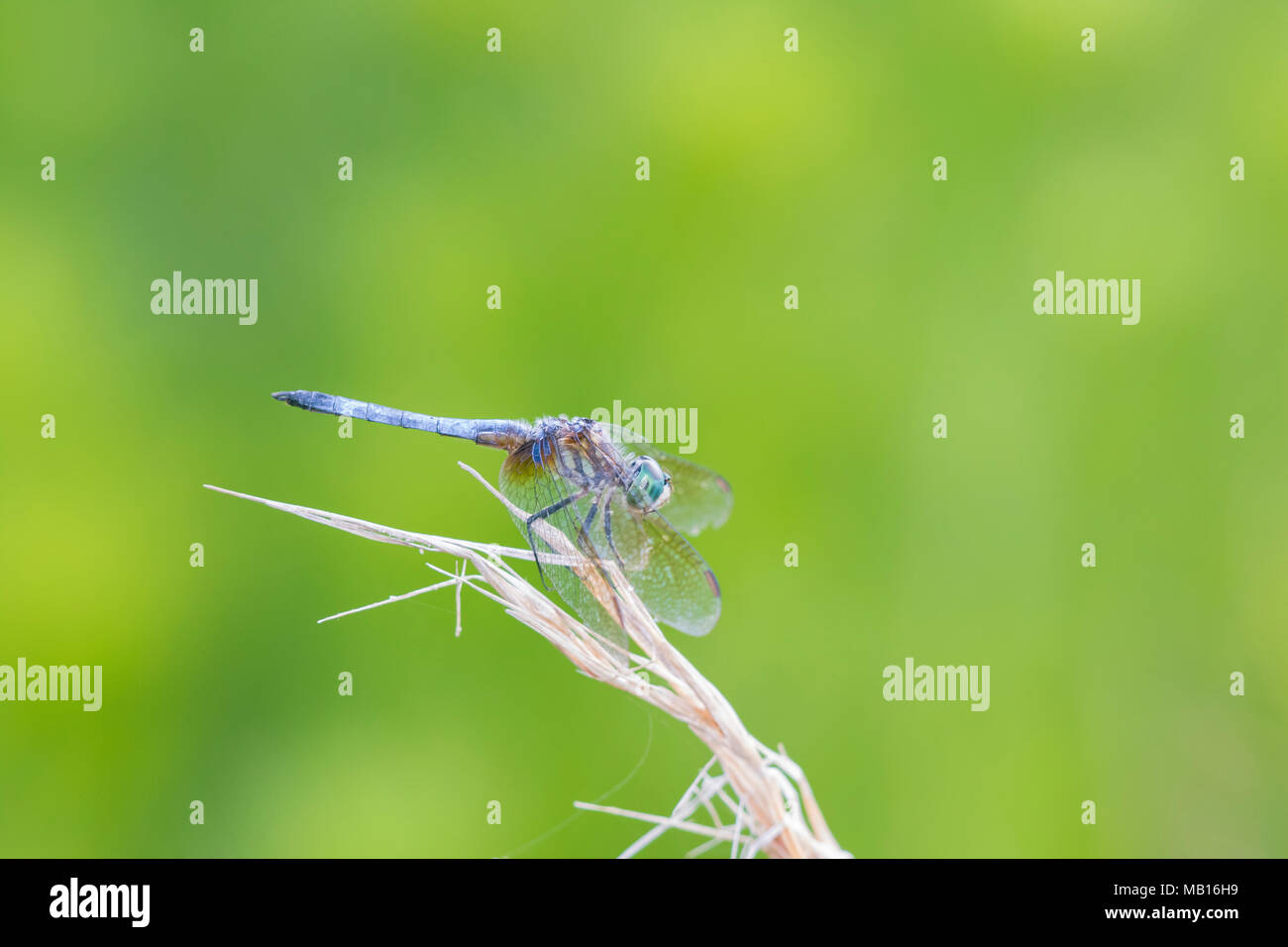 Blue male dasher hi-res stock photography and images - Alamy