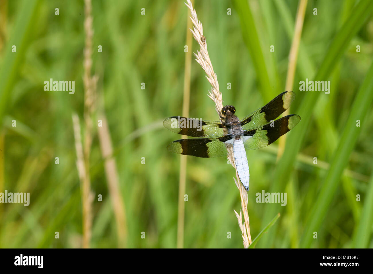 06649-004.07 Common Whitetail (Plathemis lydia) male, Marion Co. IL ... 06649-004.07 Common Whitetail (Plathemis lydia) male, Marion Co. IL ...