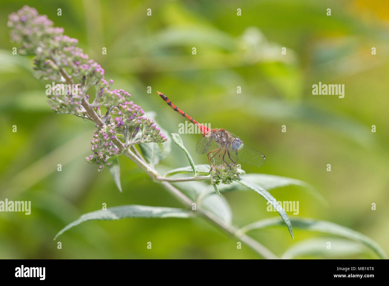 06652-00712 Blue-faced Meadowhawk Dragonfly (Sympetrum ambiguum) male ...