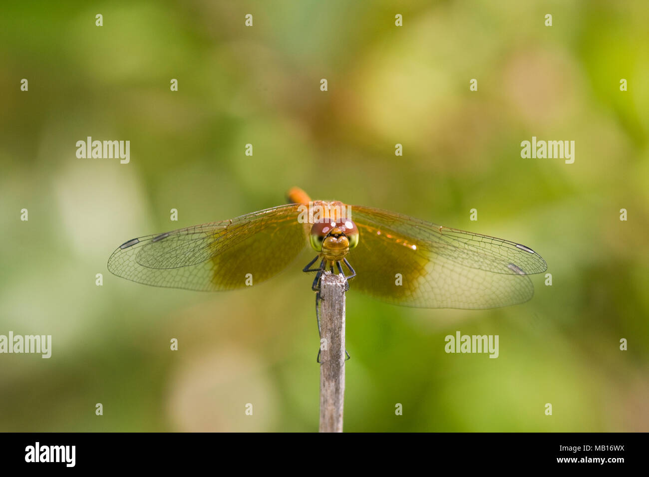 Band winged meadowhawk dragonfly hi-res stock photography and images ...