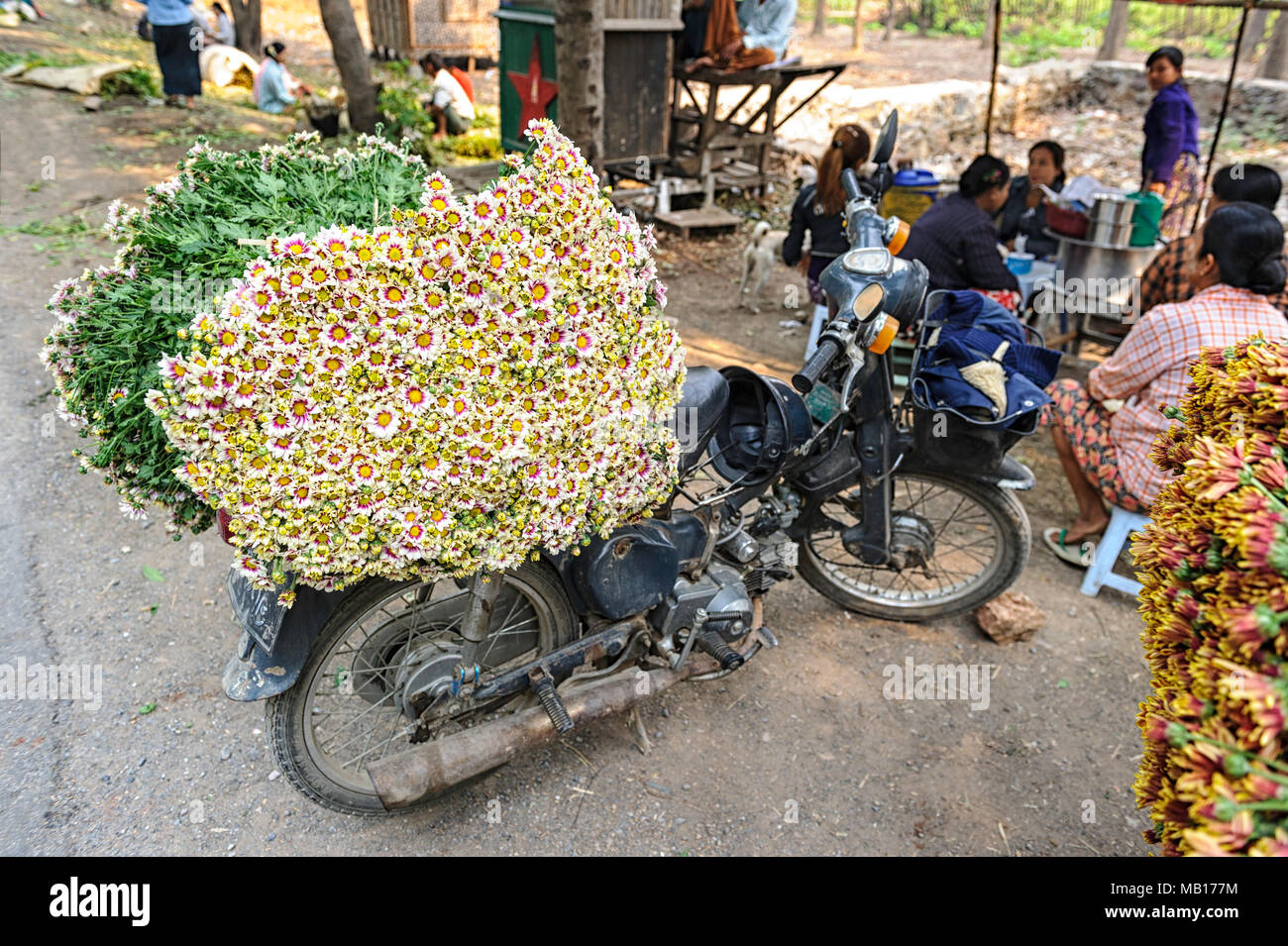Commercial flower production and delivery by motorcycle in Kyauk Mee ...