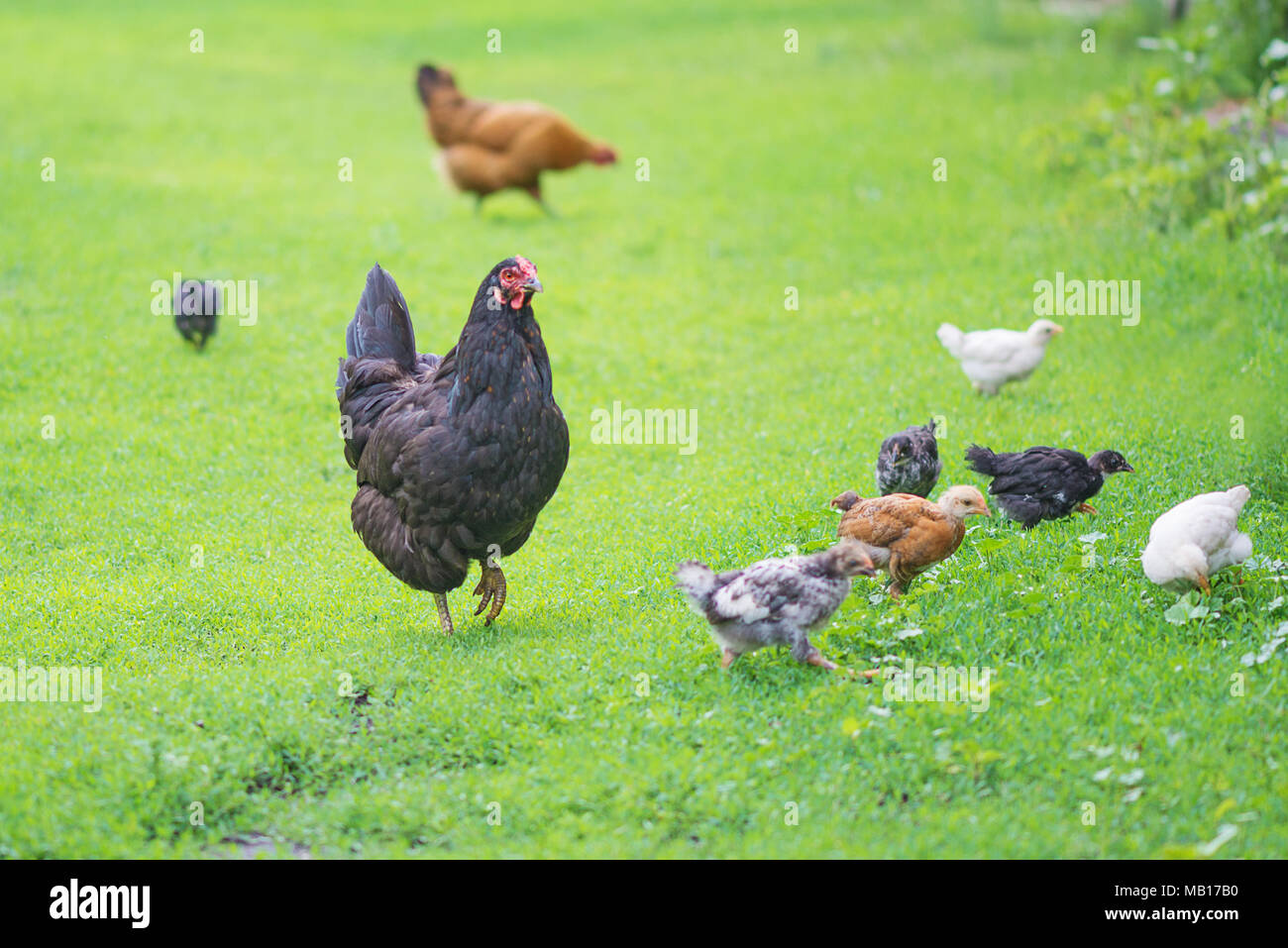 Hen birds hi-res stock photography and images - Alamy