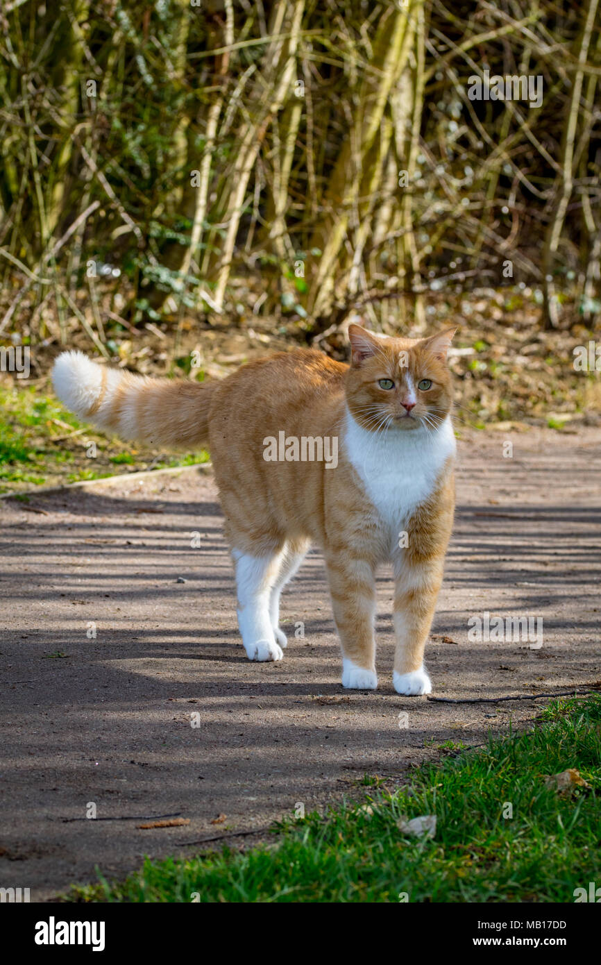 Puffed tail hi-res stock photography and images - Alamy