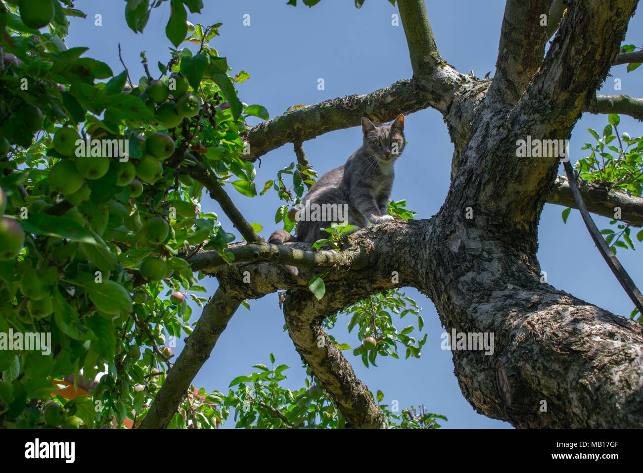 Cat in apple tree hi-res stock photography and images - Alamy