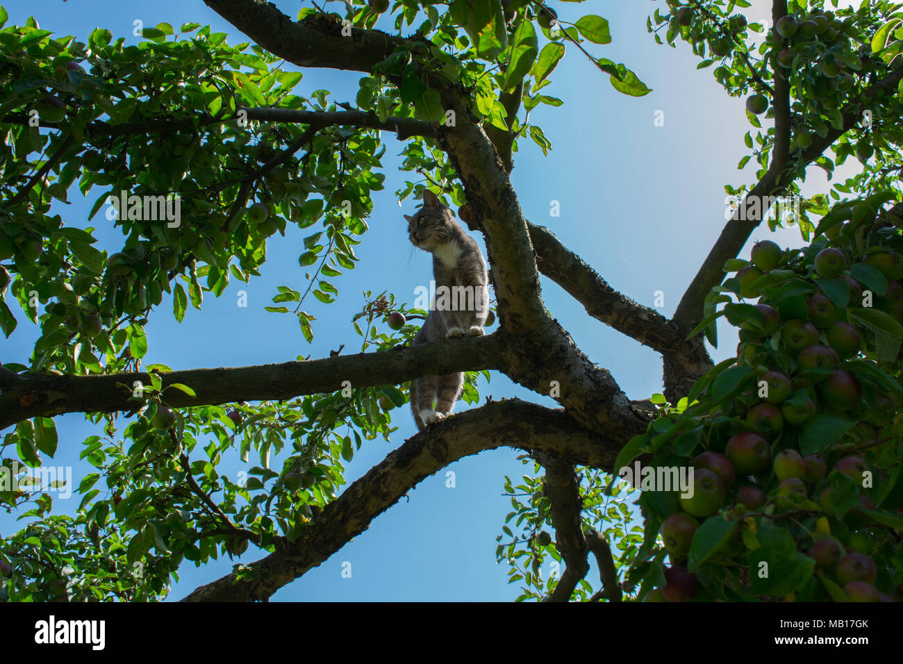 Cat in apple tree hi-res stock photography and images - Alamy