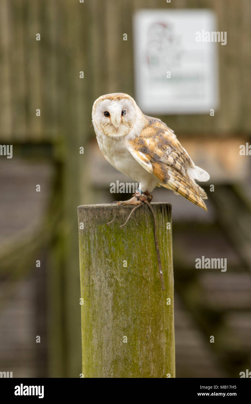 Common Barn owl displaying at Woodhurst (Huntingdon), Cambridgeshire ...