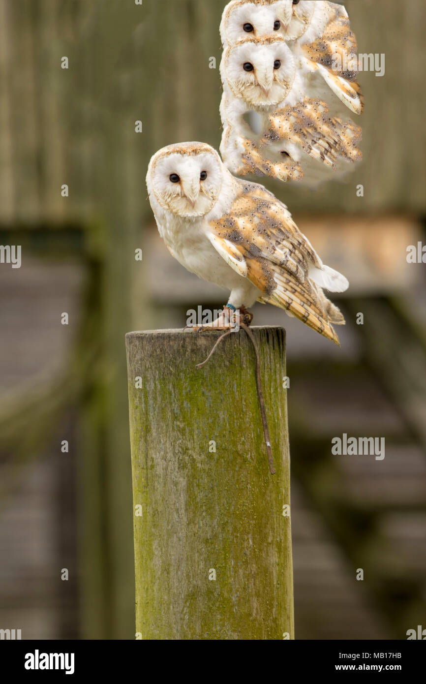 Common Barn owl displaying at Woodhurst (Huntingdon), Cambridgeshire ...