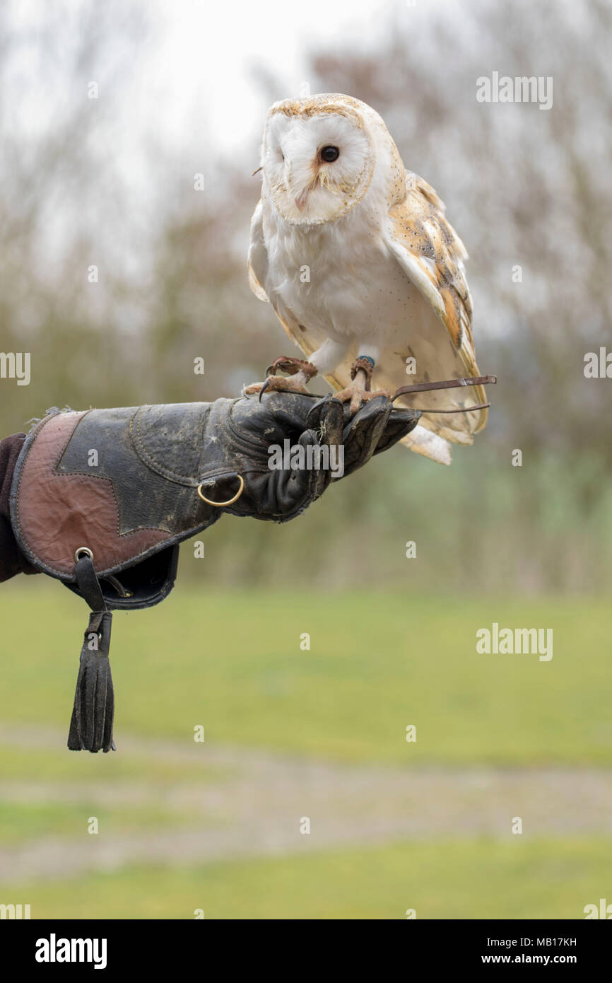 Common Barn owl displaying at Woodhurst (Huntingdon), Cambridgeshire ...