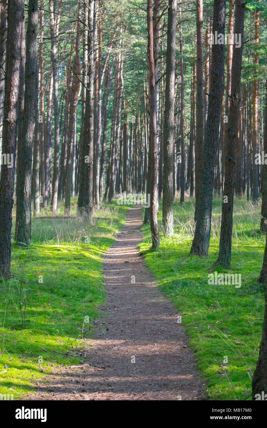 Path in the forest Stock Photo - Alamy