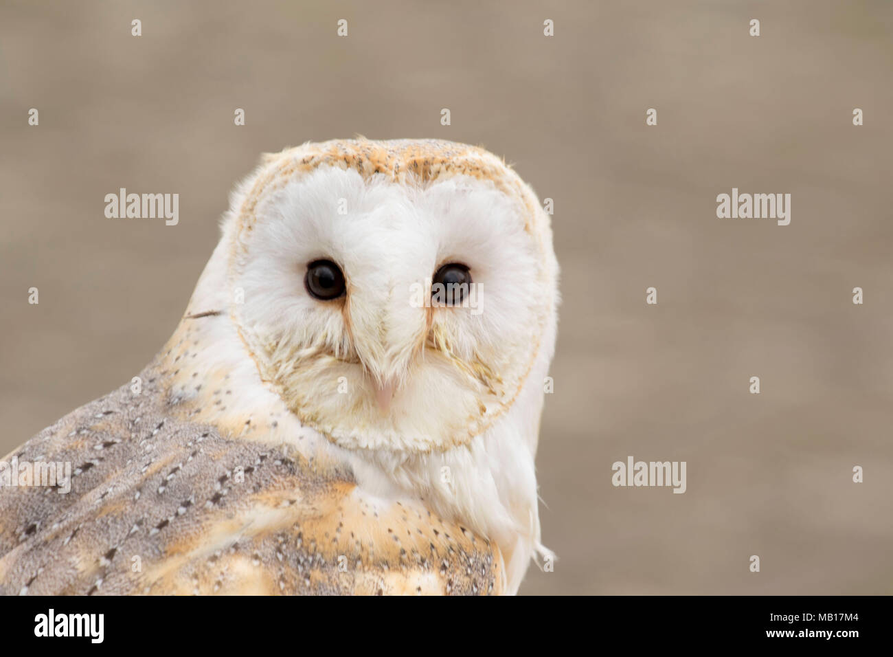 Common Barn owl displaying at Woodhurst (Huntingdon), Cambridgeshire ...