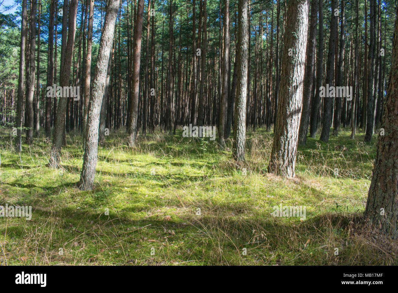 Pine tree forest with sunlight Stock Photo - Alamy