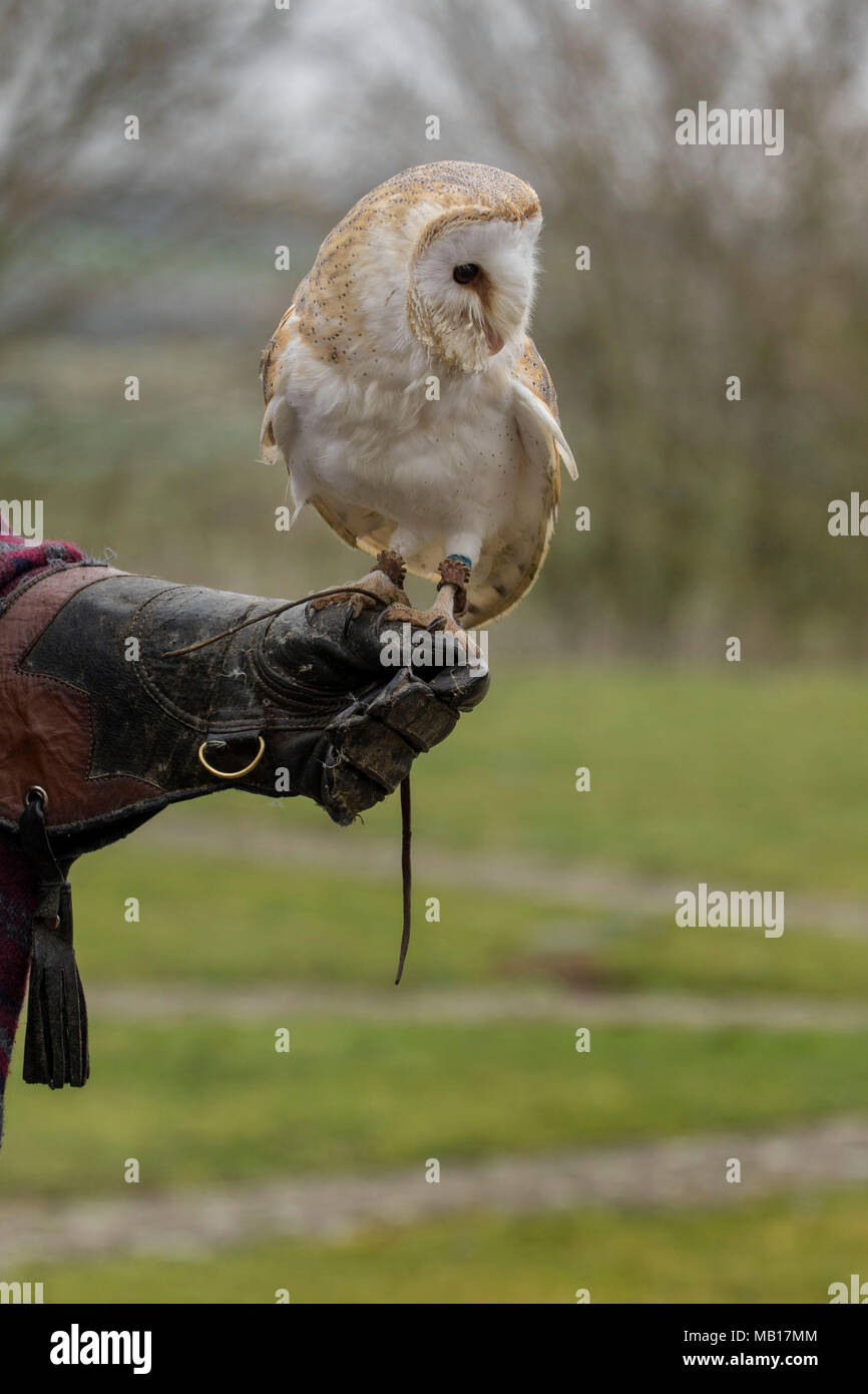 Common Barn owl displaying at Woodhurst (Huntingdon), Cambridgeshire ...