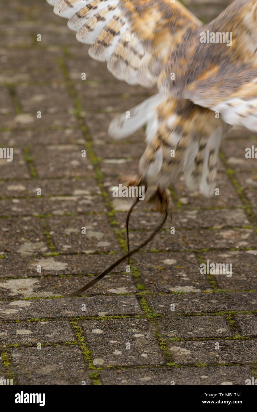 Common Barn owl displaying at Woodhurst (Huntingdon), Cambridgeshire ...