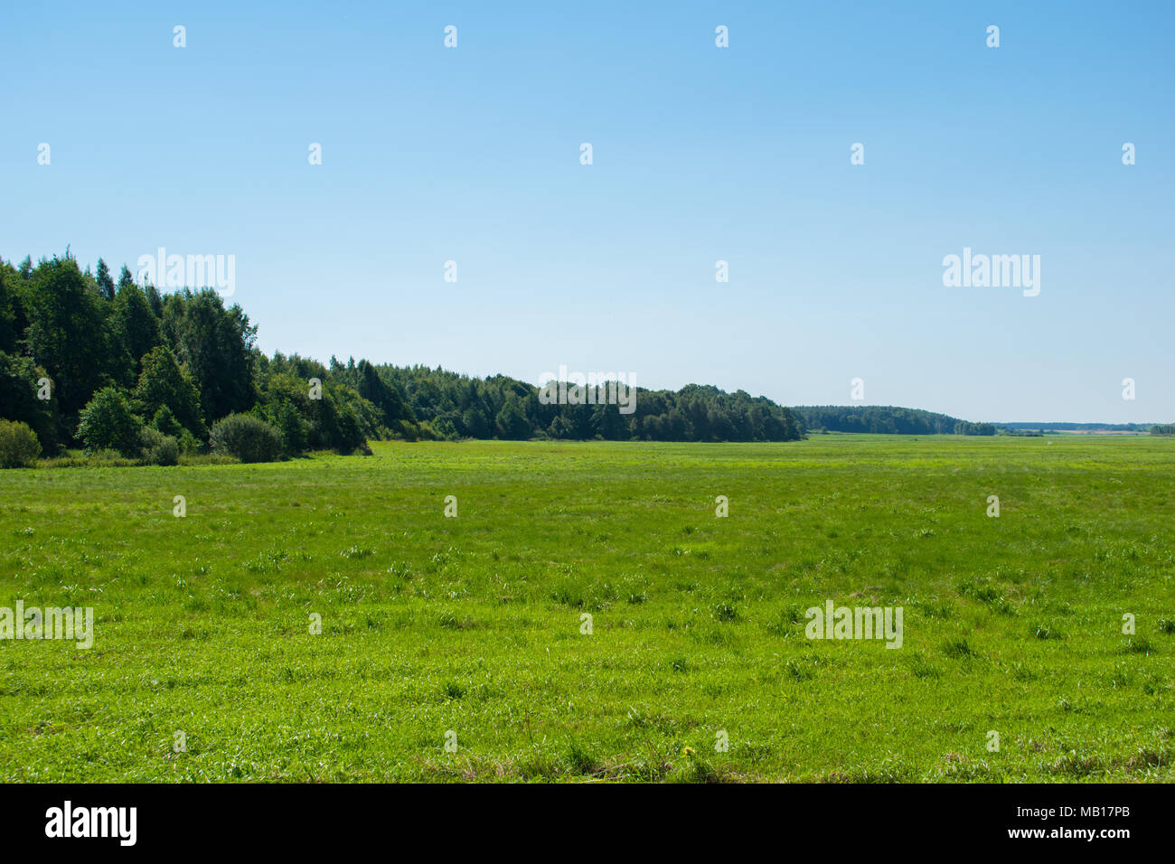 Forest in horizon hi-res stock photography and images - Alamy