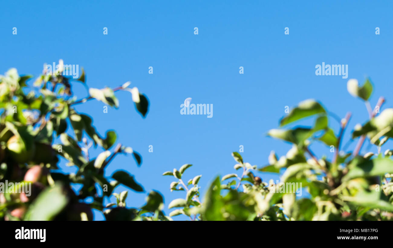 Moon behind tree abstract hi-res stock photography and images - Alamy