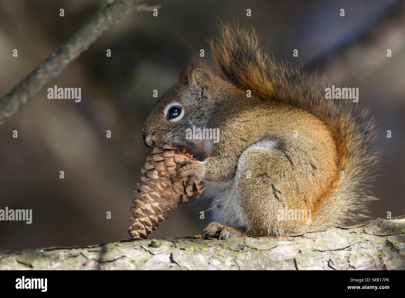 American red squirrel with pine cone hi-res stock photography and ...