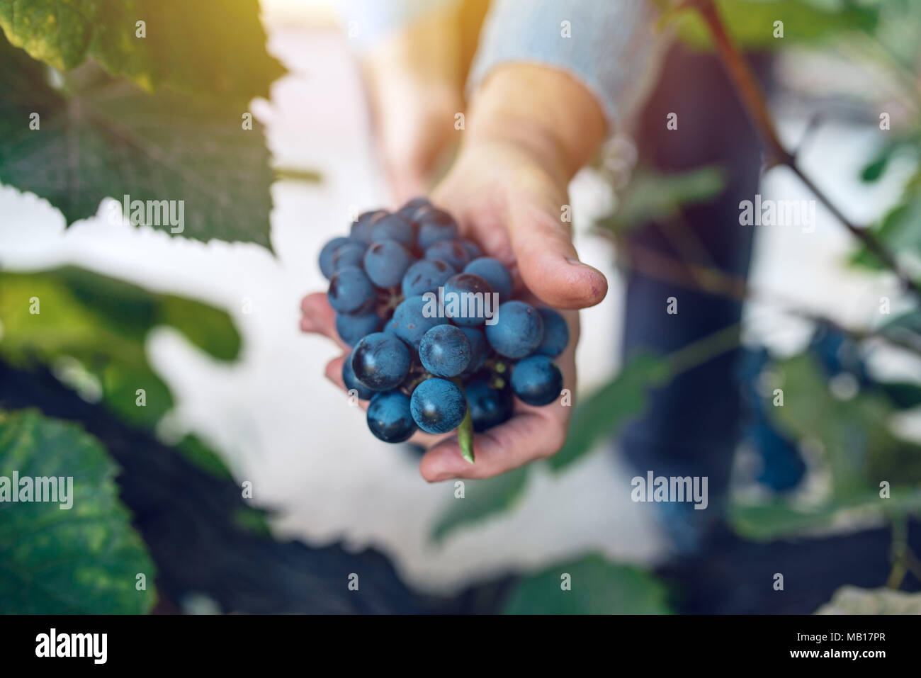 Female viticulturist harvesting grapes in grape yard, organic farmer and agronomist picking wine ...
