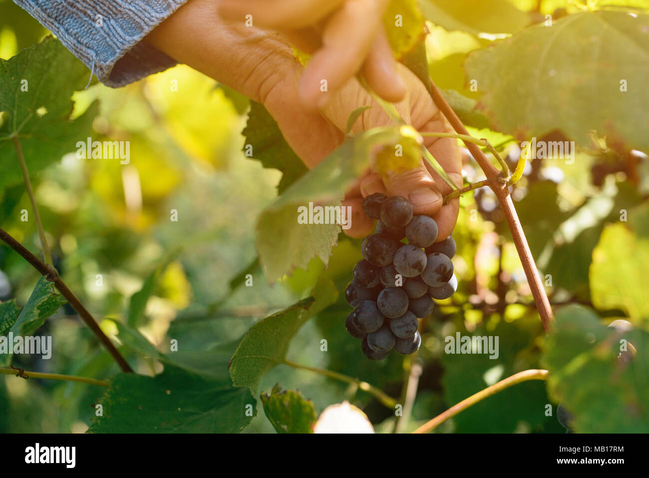 Grape gathering hi-res stock photography and images - Alamy