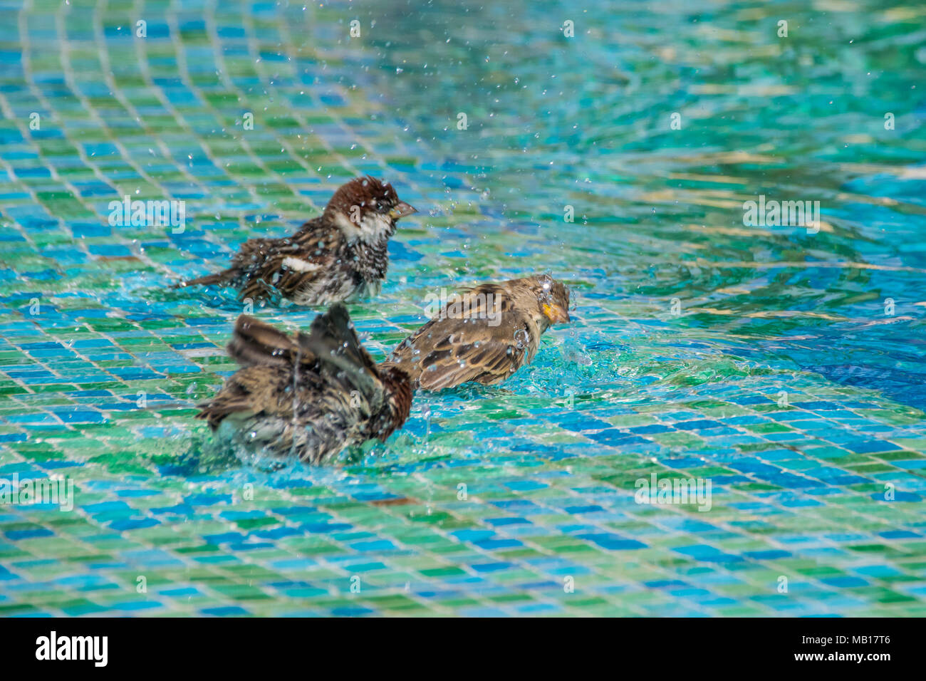 Wild sparrows bathing in shallow swimming pool water Stock Photo - Alamy