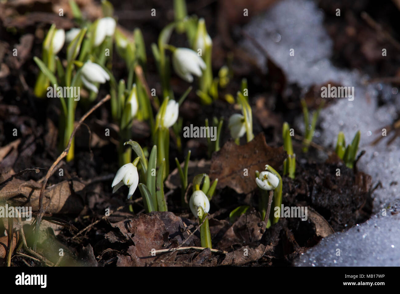 snow drops detail Stock Photo - Alamy