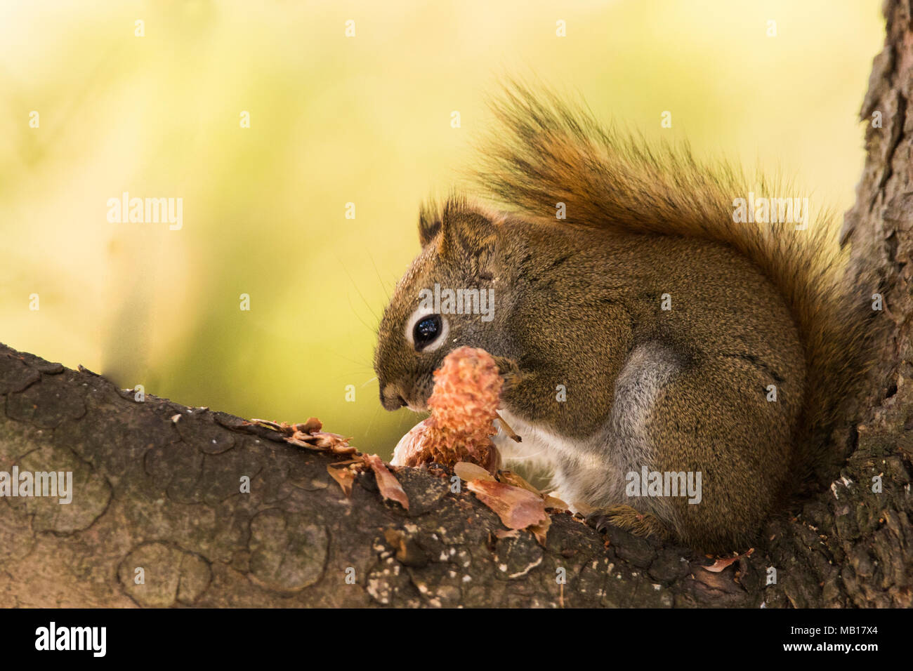 American red squirrel with pine cone hi-res stock photography and ...