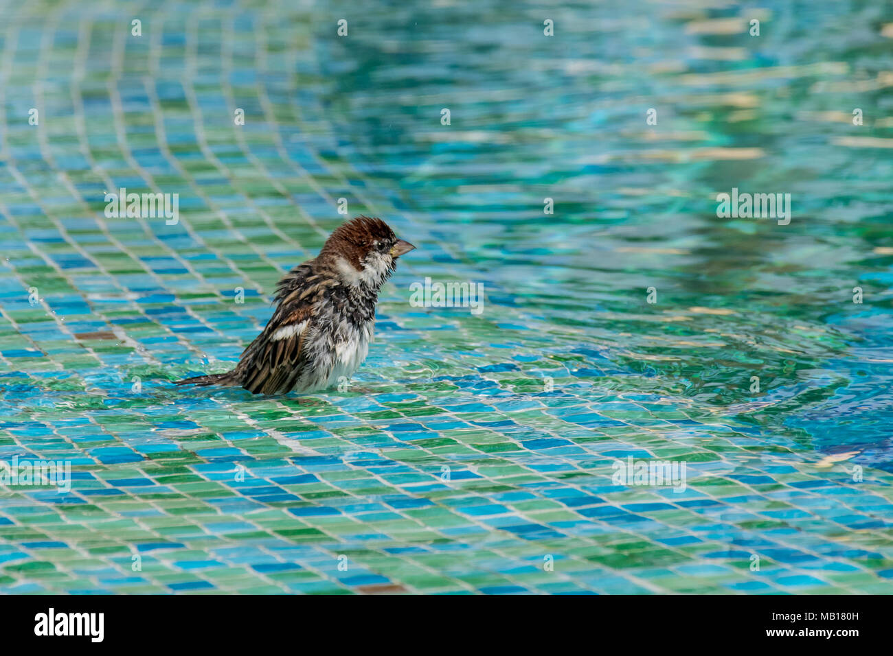 Wild sparrows bathing in shallow swimming pool water Stock Photo - Alamy