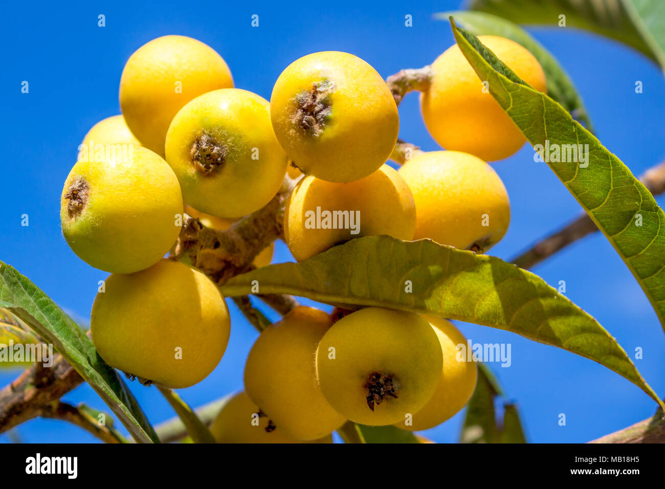 Closeup loquats hi-res stock photography and images - Alamy