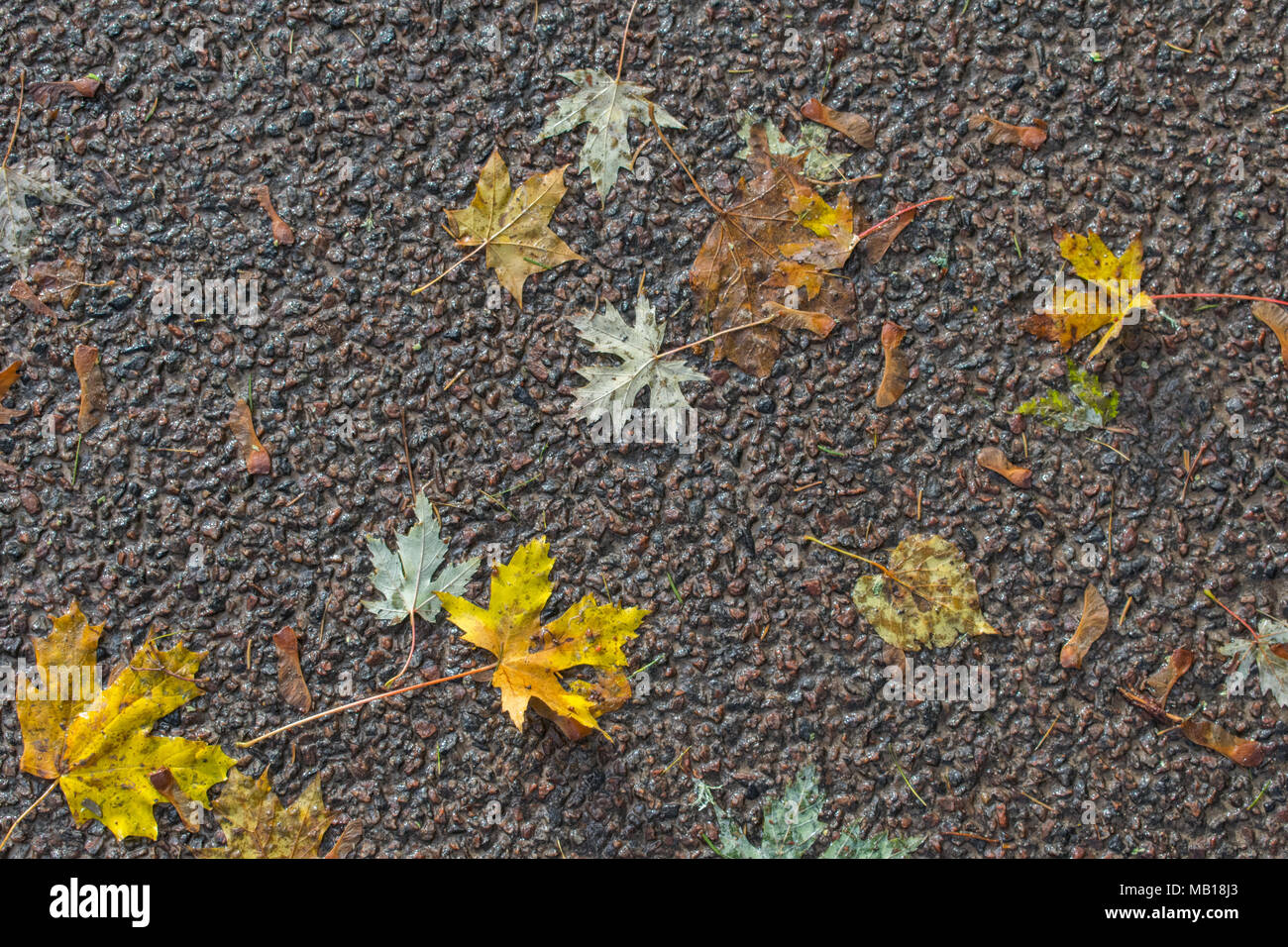 Leaves on pavement hi-res stock photography and images - Alamy
