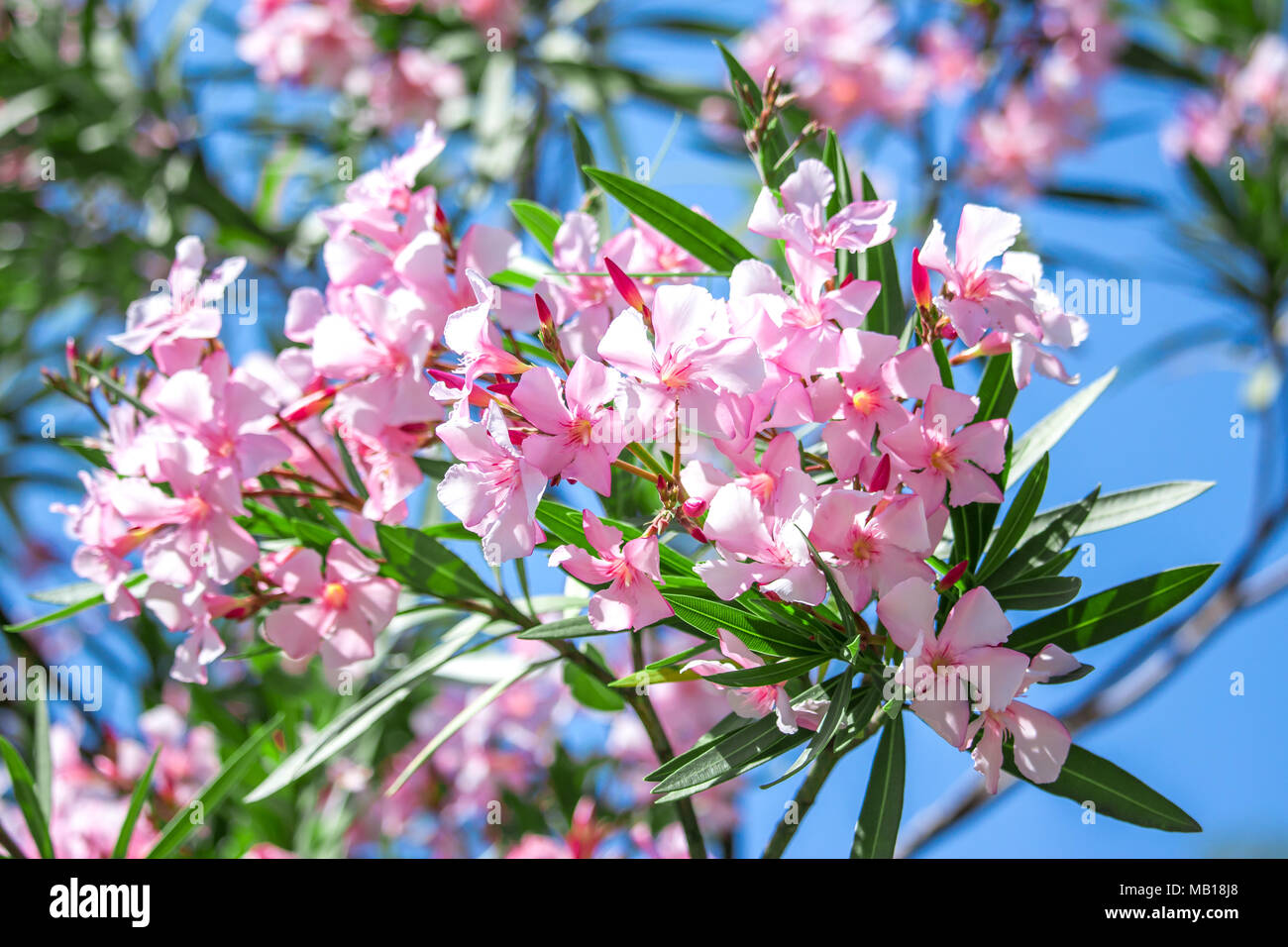 Nerium oleander. spring, sunny day Stock Photo - Alamy
