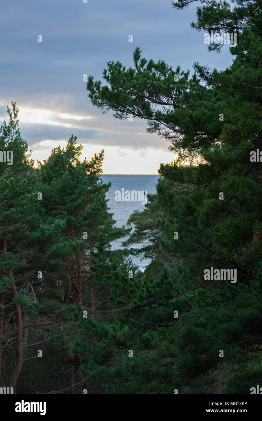 Baltic sea view from forest Stock Photo - Alamy