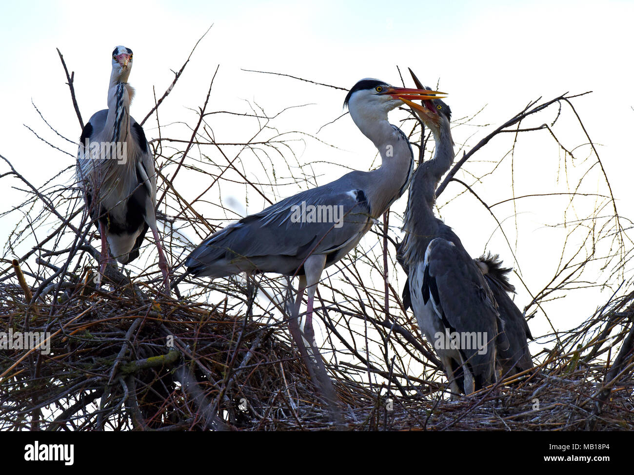 Grey heron feeding hungry chick Stock Photo - Alamy