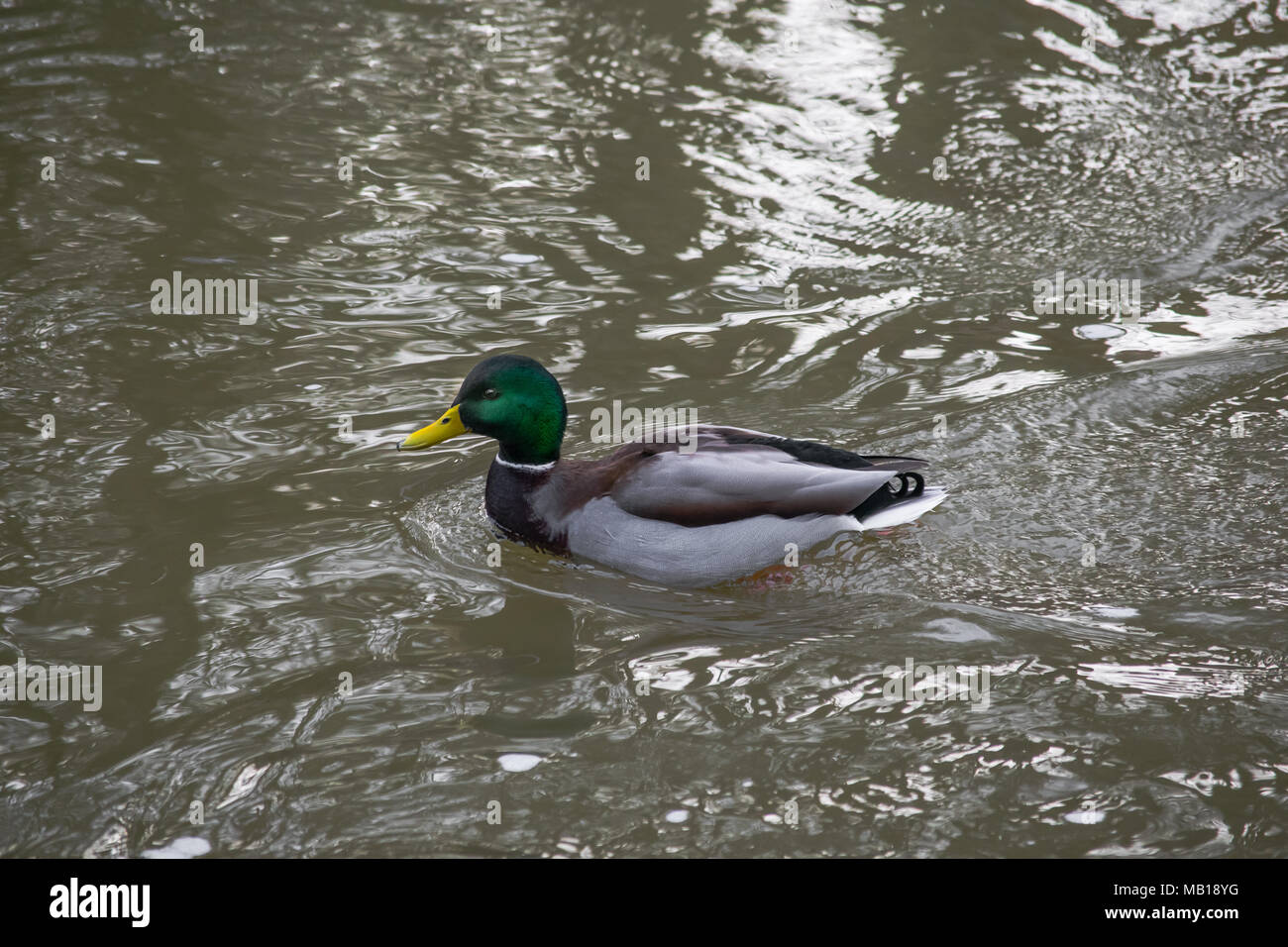 Duck in the river hi-res stock photography and images - Alamy