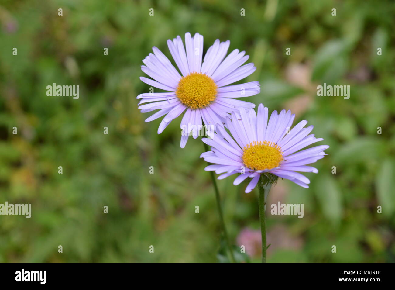 Pretty purple daisies Stock Photo - Alamy