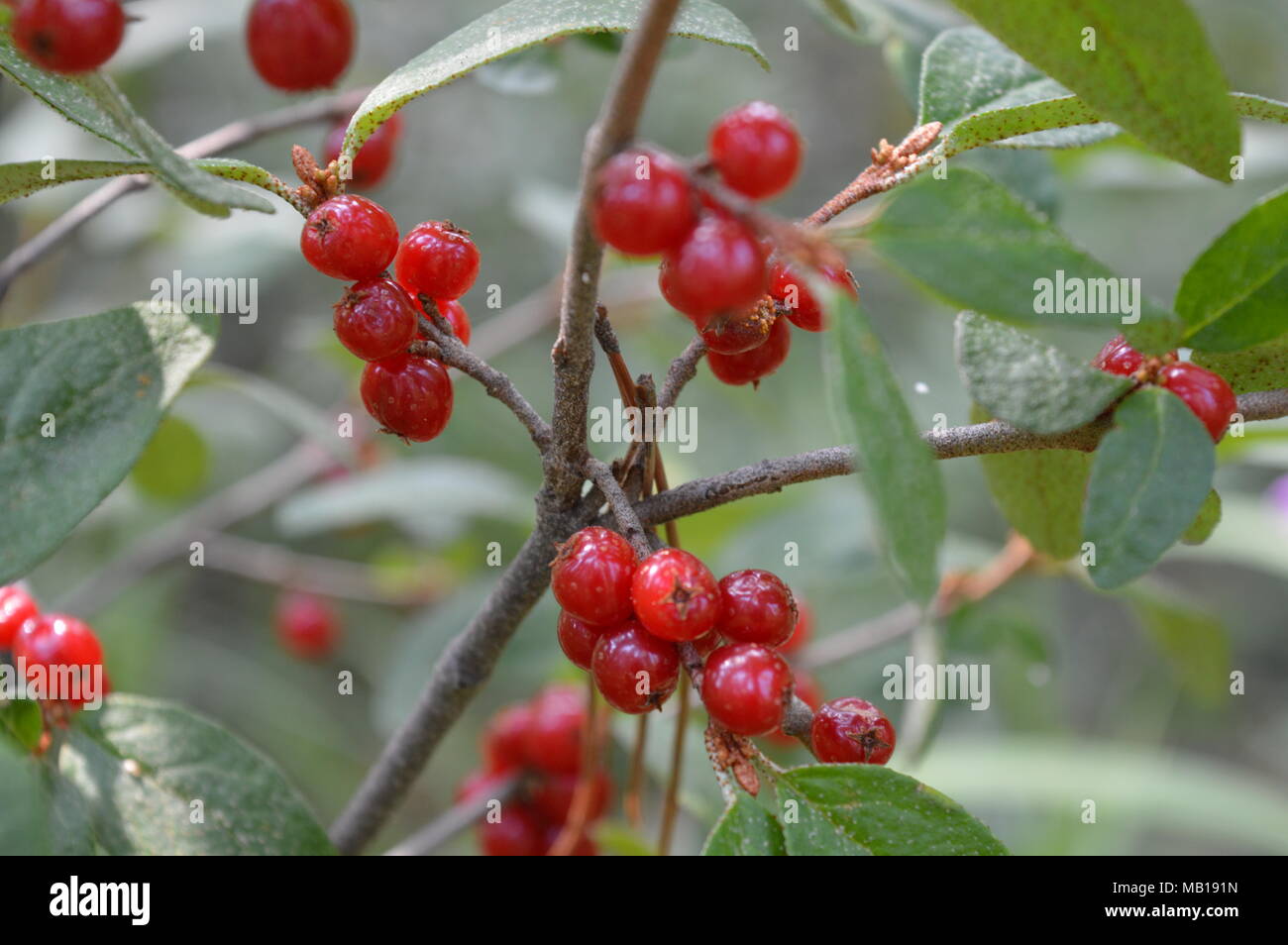 Red berries photos hi-res stock photography and images - Alamy