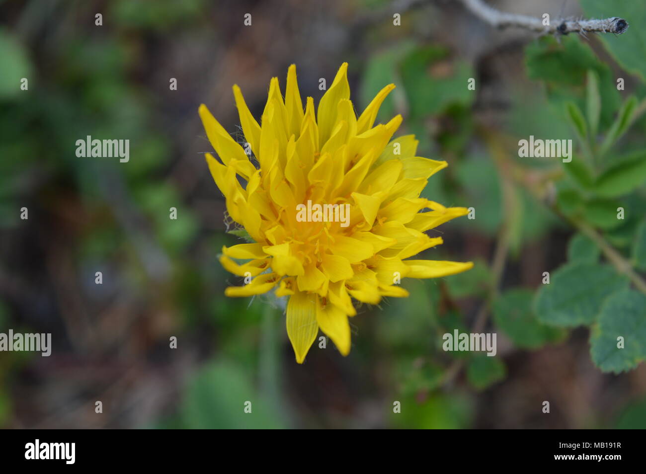 Yellow flower opening up Stock Photo - Alamy