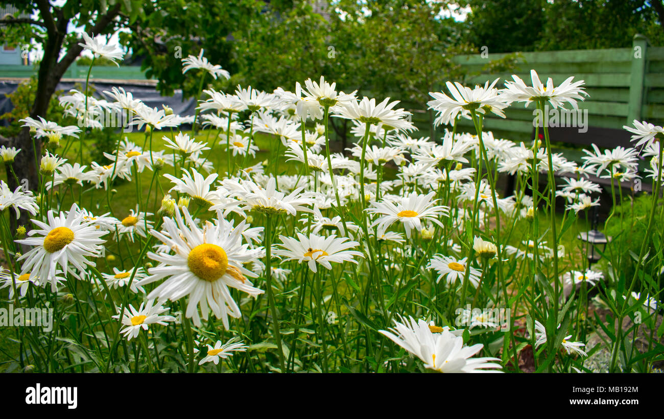 White summer flowers Stock Photo - Alamy