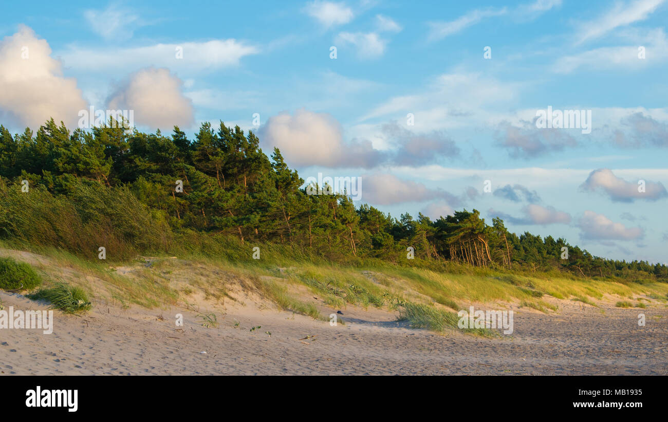 Pine trees on the shoreline dunes Stock Photo - Alamy