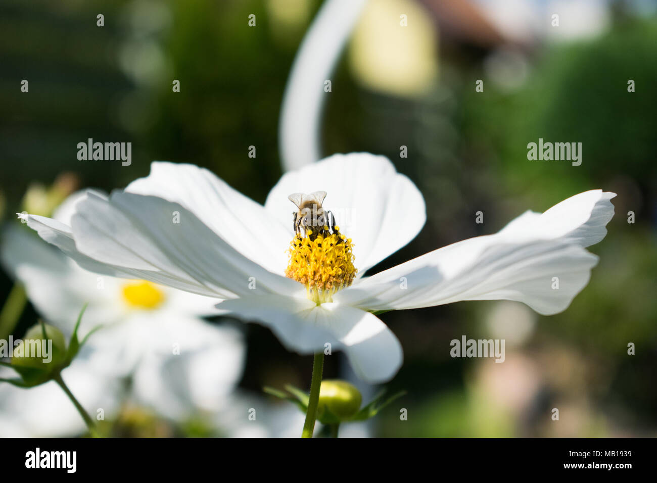 Bee picking white flower for the honey Stock Photo - Alamy