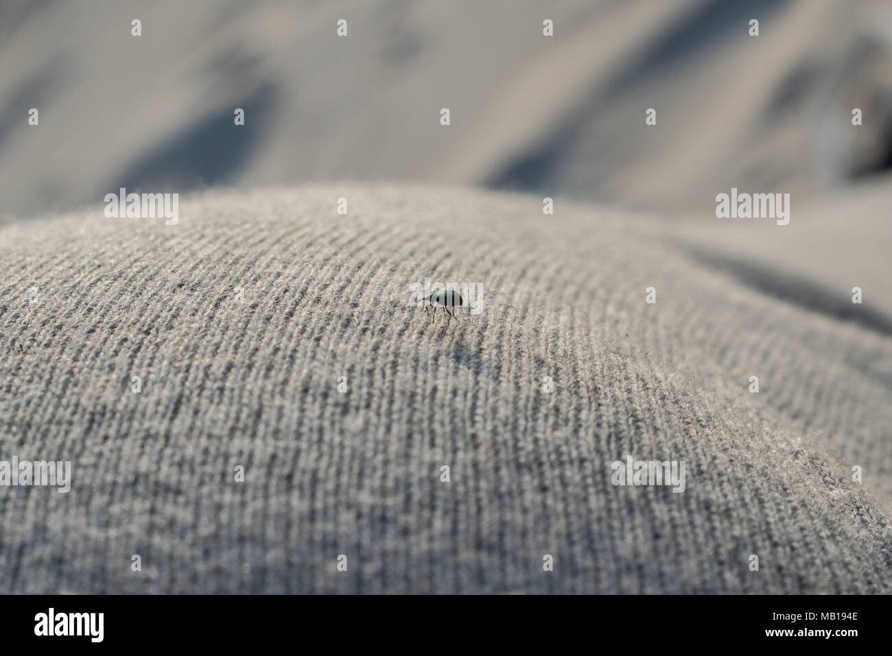 Bug on clothes Stock Photo - Alamy