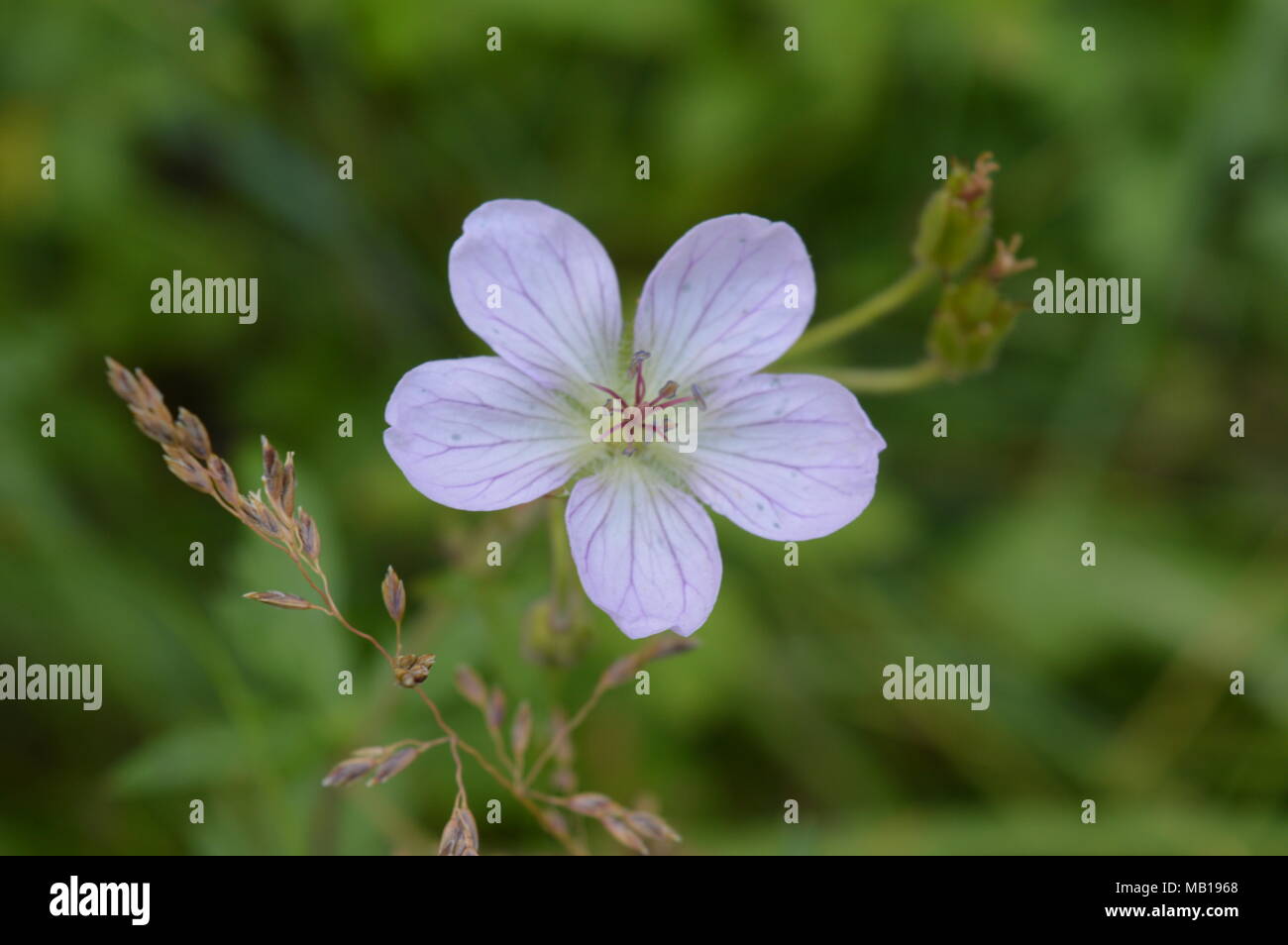 5 petal white flower hi-res stock photography and images - Alamy