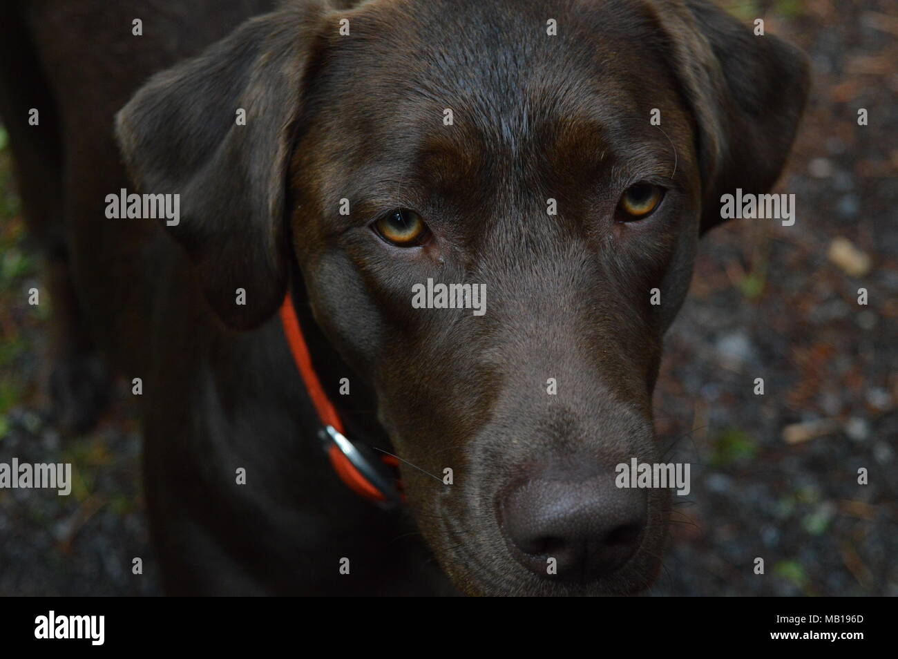 Chocolate Lab in the woods Stock Photo - Alamy