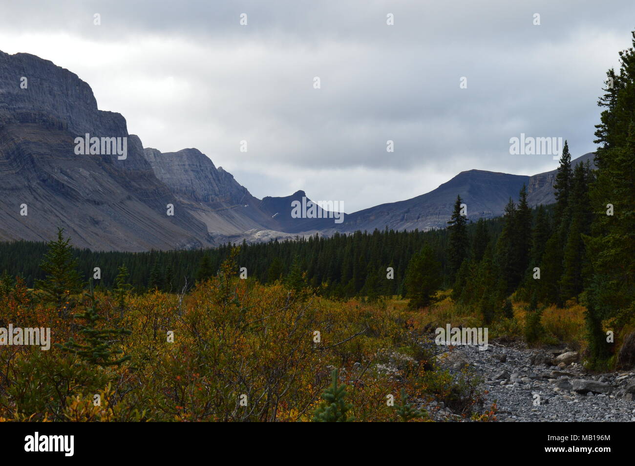 Jasper trees hi-res stock photography and images - Alamy