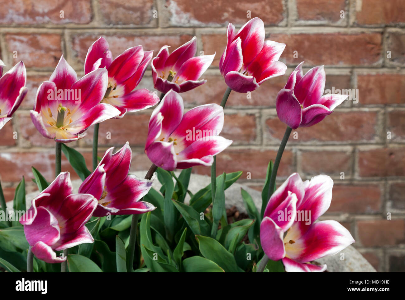 Windy day hi-res stock photography and images - Alamy