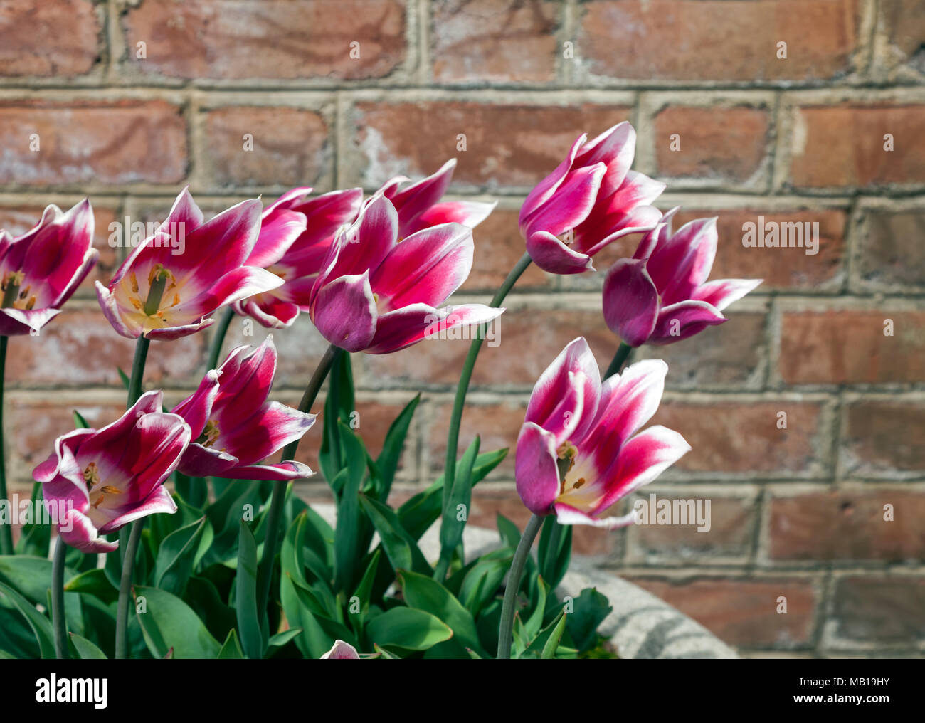Windy day hi-res stock photography and images - Alamy